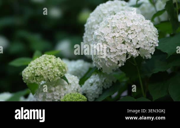 Tokyo,Japan - June 7, 2026: Closeup of Annabelle or white hydrangea ...