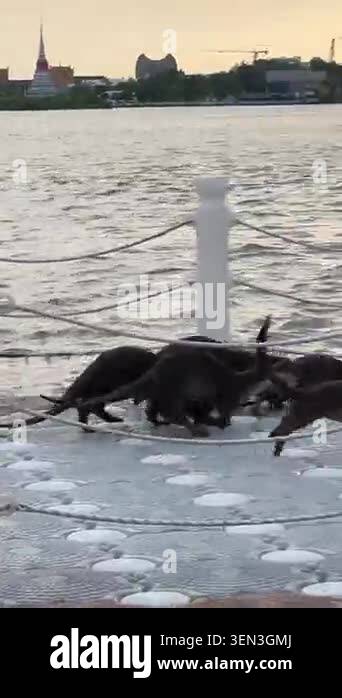 Otters running on harbor dock enjoying sunset time at Samutprakarn ...