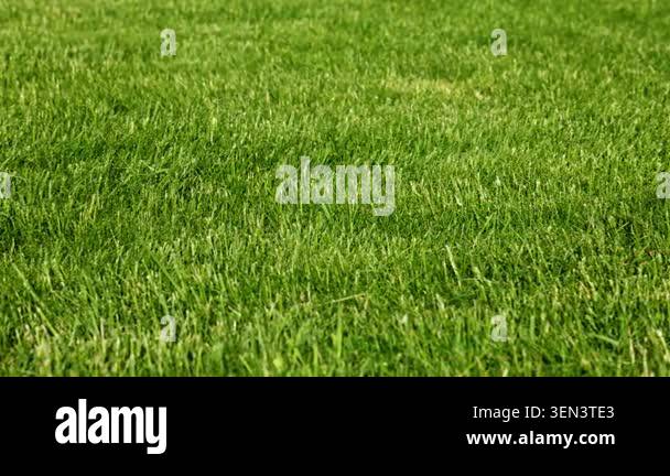 Close up view of green grass lawn in sunlight against background of ...