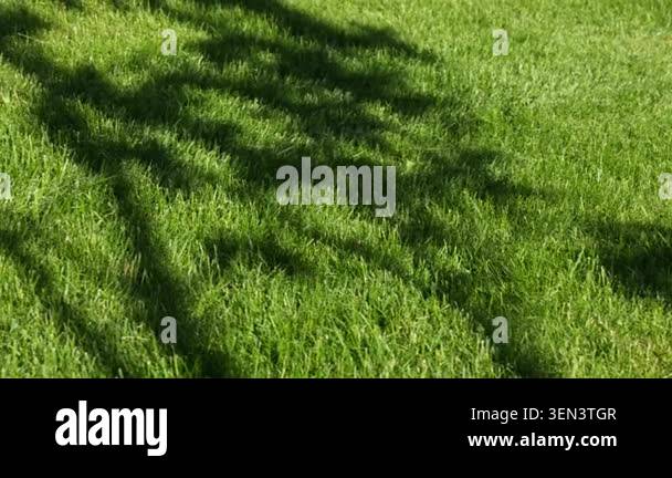 Close up view of green lawn with tree shadows on grass background ...