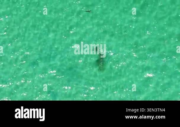 Amazing aerial view of a dugong, or sea cow, and a small shark swimming ...