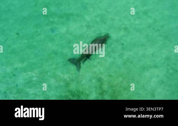 Beautiful aerial view of a mother dugong and her calf swimming ...