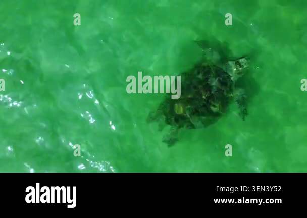 Aerial top down view of a large sea turtle swimming near the surface of ...