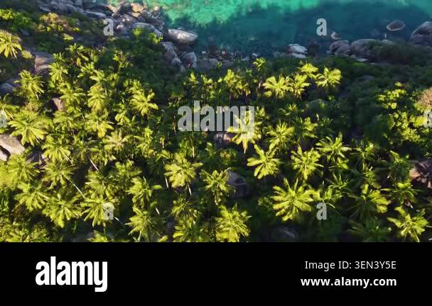Lush green jungle with coconut palm trees on a tropical island with a ...