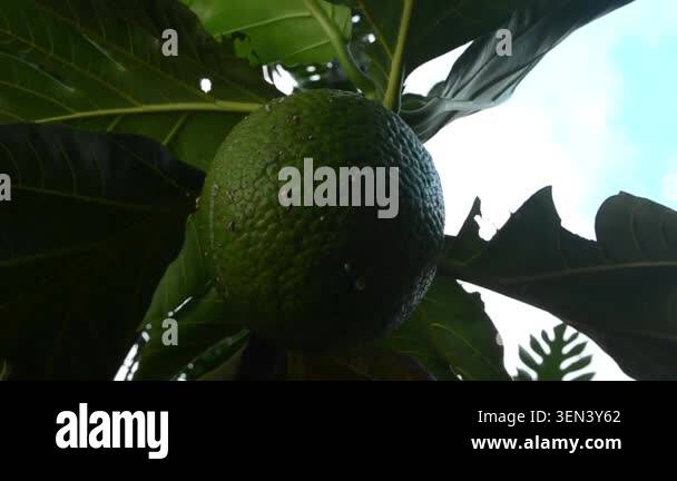 Looking up close at a large breadfruit attached to its tree, shaking ...