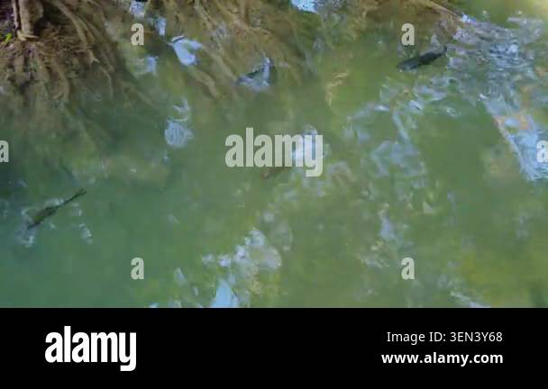 Several species of fish swimming peacefully in the clear green water of ...