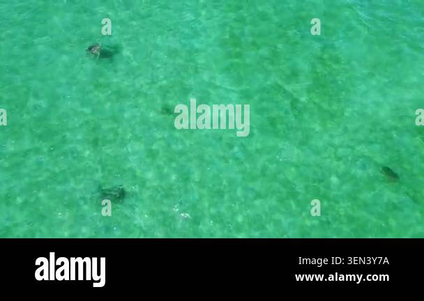 High aerial view of multiple sea turtles gracefully swimming in the ...