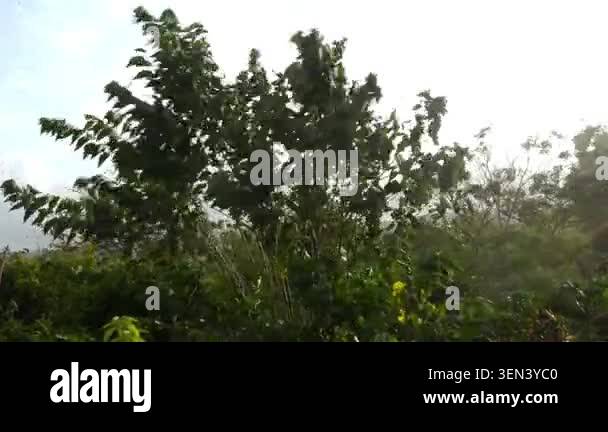 The slender Mulberry tree branches sway from side to side and bow as ...