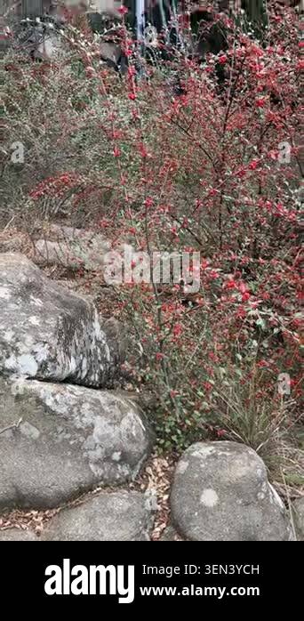 A high-angle close-up of vibrant red pyracantha berries in the ...