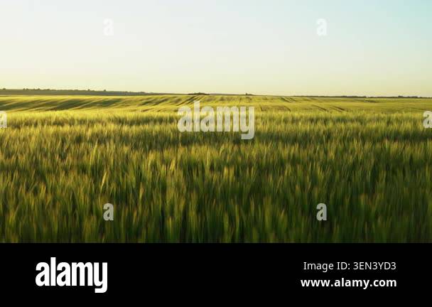 Immense green wheat field swaying in a gentle breeze. The warm, golden ...