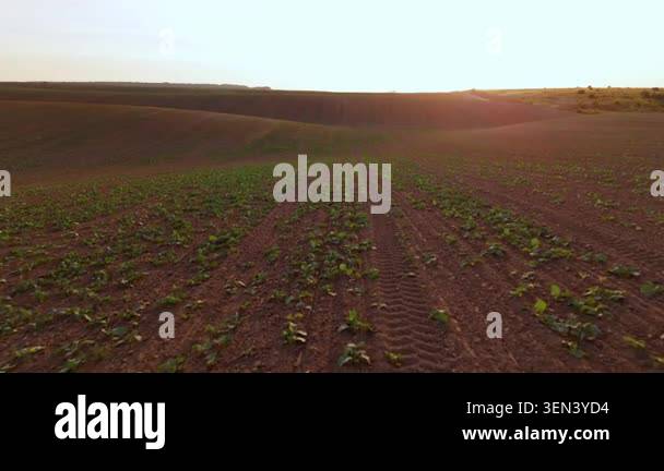 Aerial view moving backward over young green plant sprouts in a plowed ...