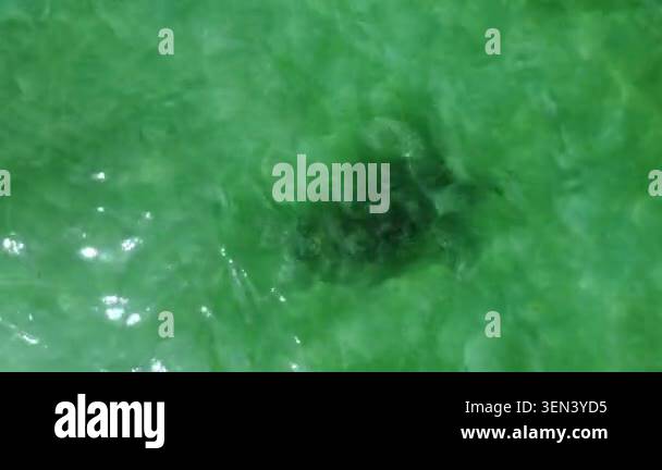 Aerial view of a large green sea turtle swimming gracefully just below ...
