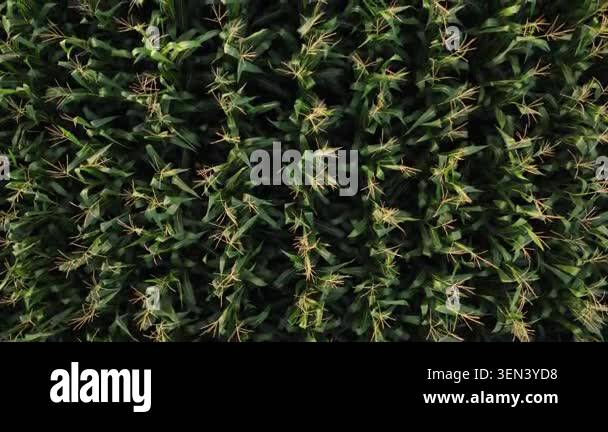 Top down drone shot of a beautiful green cornfield. The wind is gently ...