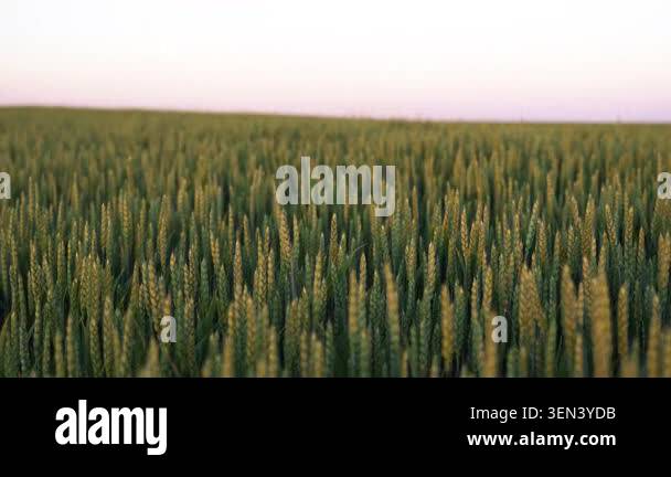 Unripe green wheat ears growing in a large agricultural field ...