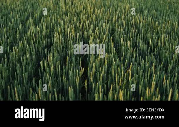 Lush green wheat field swaying in the gentle breeze. Agricultural ...