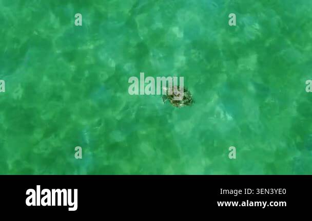 Majestic sea turtle swimming gracefully in the clear turquoise waters ...