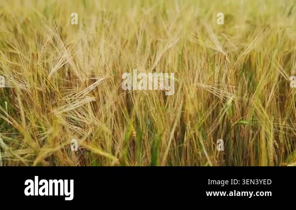 Ripe ears of golden barley swaying in the wind. A beautiful ...