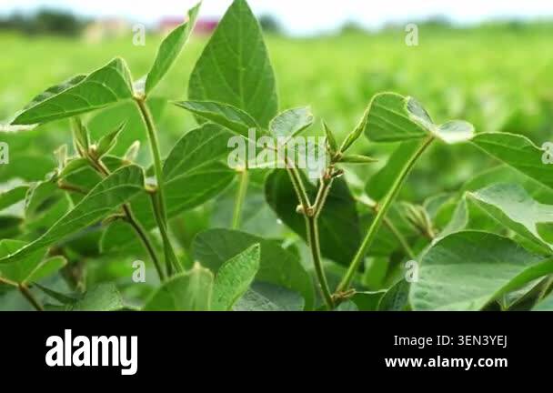 Green soybean plants gently swaying in the breeze. Beautiful close-up ...
