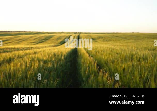 Idyllic agricultural scene showing a green cereal field during a ...