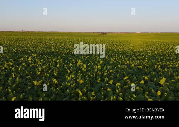 Vast green field of young sugar beet plants growing in the countryside ...