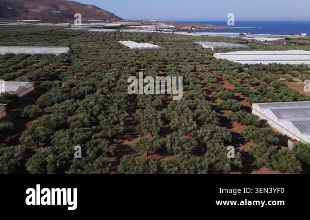 Drone flying over a rural landscape with olive trees, commercial ...