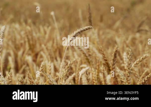 Ripe golden ears of wheat swaying in the wind in a beautiful field ...