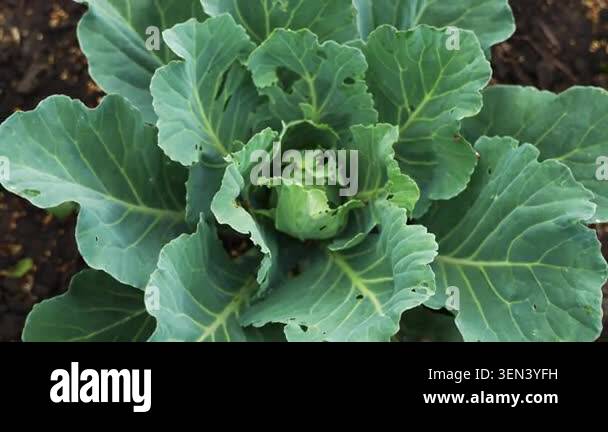 Organic cabbage plant with green leaves growing in cultivated soil ...