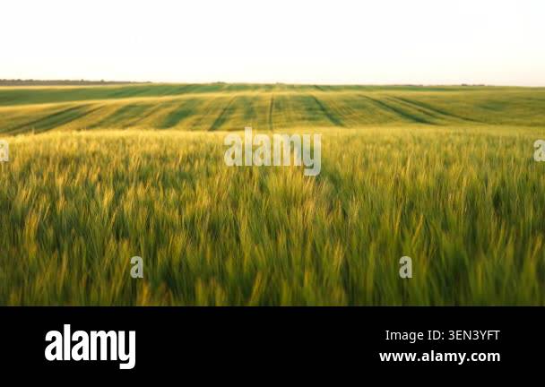 Expansive green wheat field gently blowing in the wind. Golden sunlight ...