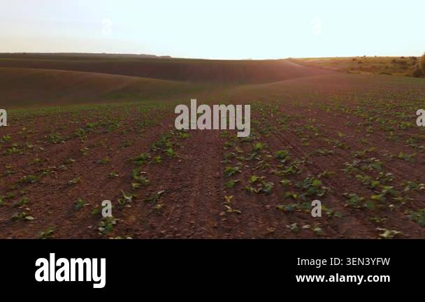 Drone flying low over a vast cultivated field with young green sprouts ...