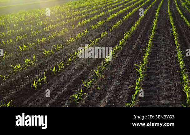Young corn sprouts growing in neat rows on a vast agricultural field ...