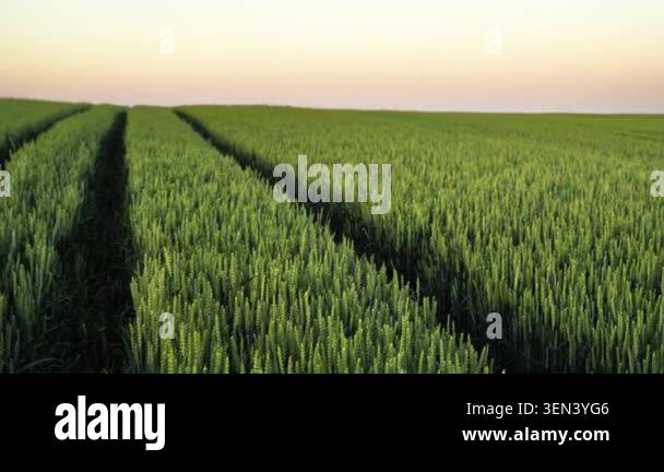 Human shadow moving across a lush green wheat field at sunset. Warm ...