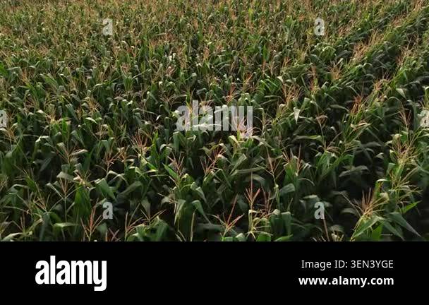 Extensive cornfield with tall green plants swaying gently in the breeze ...