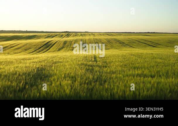 Golden light from the setting sun illuminates a vast green wheat field ...