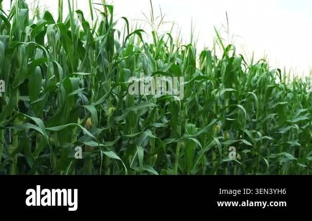 Lush green corn stalks and leaves from a maize field gently swaying ...