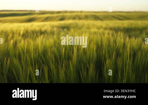 Beautiful field of young green wheat swaying gently in the wind. The ...