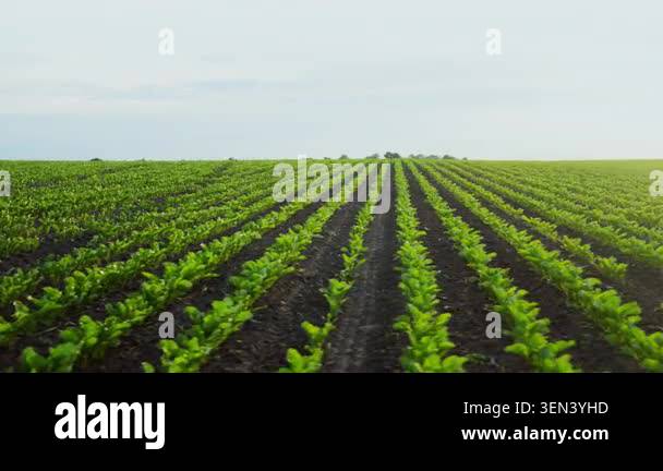 Cultivated field with rows of young sugar beet plants growing in ...