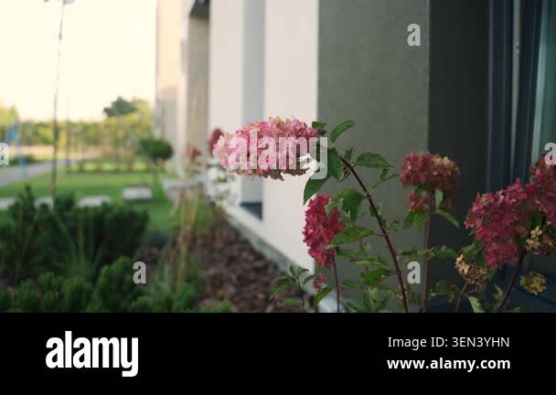 Pink hydrangea flowers swaying gently in the wind with a modern ...