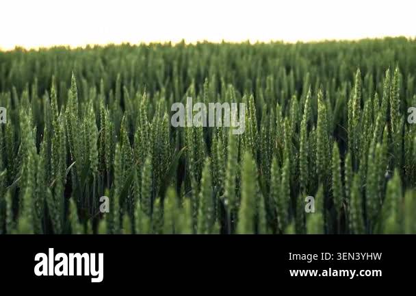 Young green wheat ears waving gently in the breeze. An agricultural ...