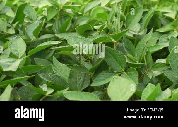 Close-up of a vibrant green soybean field with young plants swaying in ...
