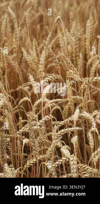 Golden ears of ripe wheat gently swaying in the breeze. A close-up view ...