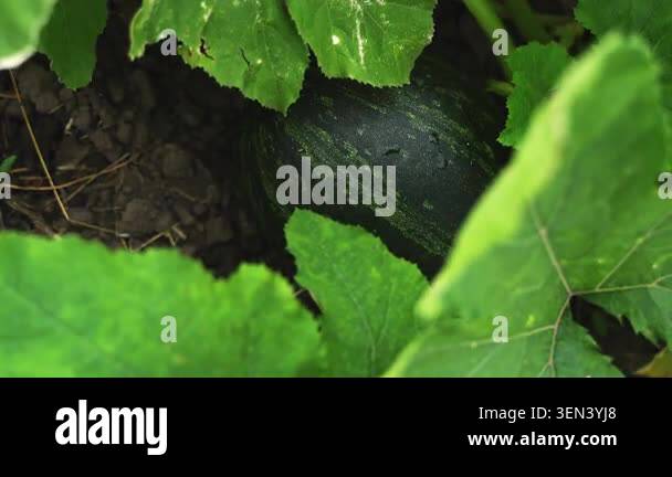 Close-up view of a green zucchini squash ripening on the vine. The ...