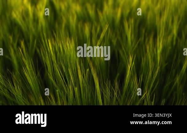 Close-up of a lush green wheat field swaying gently in the evening ...