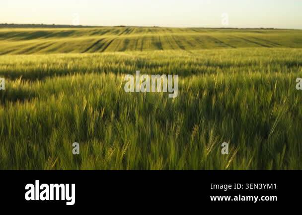 Idyllic agricultural landscape with a green wheat field waving in the ...