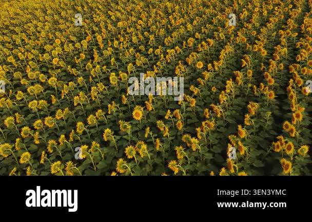 Endless field of blooming sunflowers growing in rows. Drone footage of ...