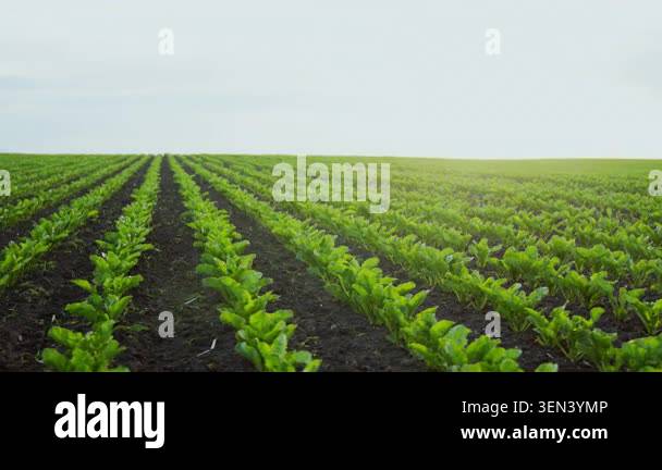 Bright sunlight shining over a vast agricultural field with rows of ...