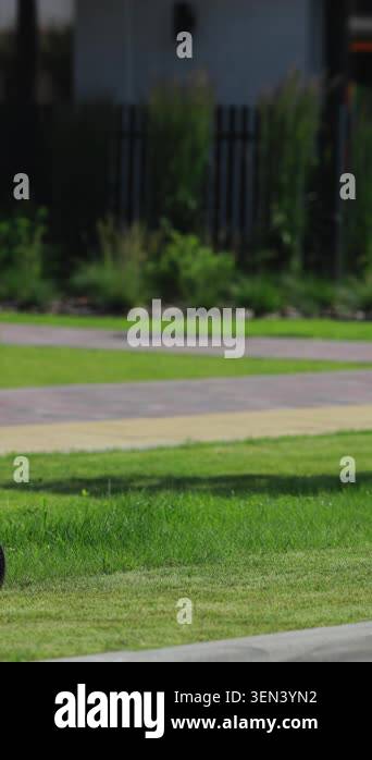 Close-up of a professional landscaper maintaining a residential yard ...
