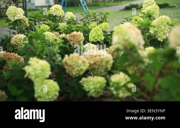 Delicate white and green panicle hydrangea flowers, known as limelight ...