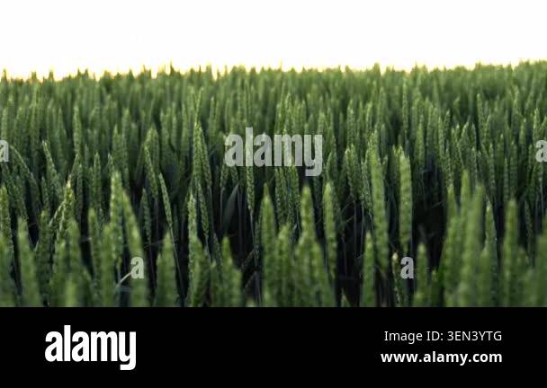 Immature green wheat stalks gently swaying in the breeze. Rural ...