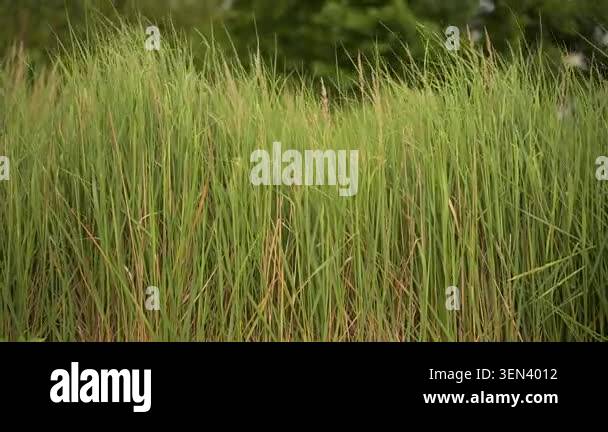 Real-time 11s static footage of tall green wild grass field moving in ...