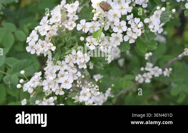 High-quality real-time video of a beautiful green beetle on blooming ...